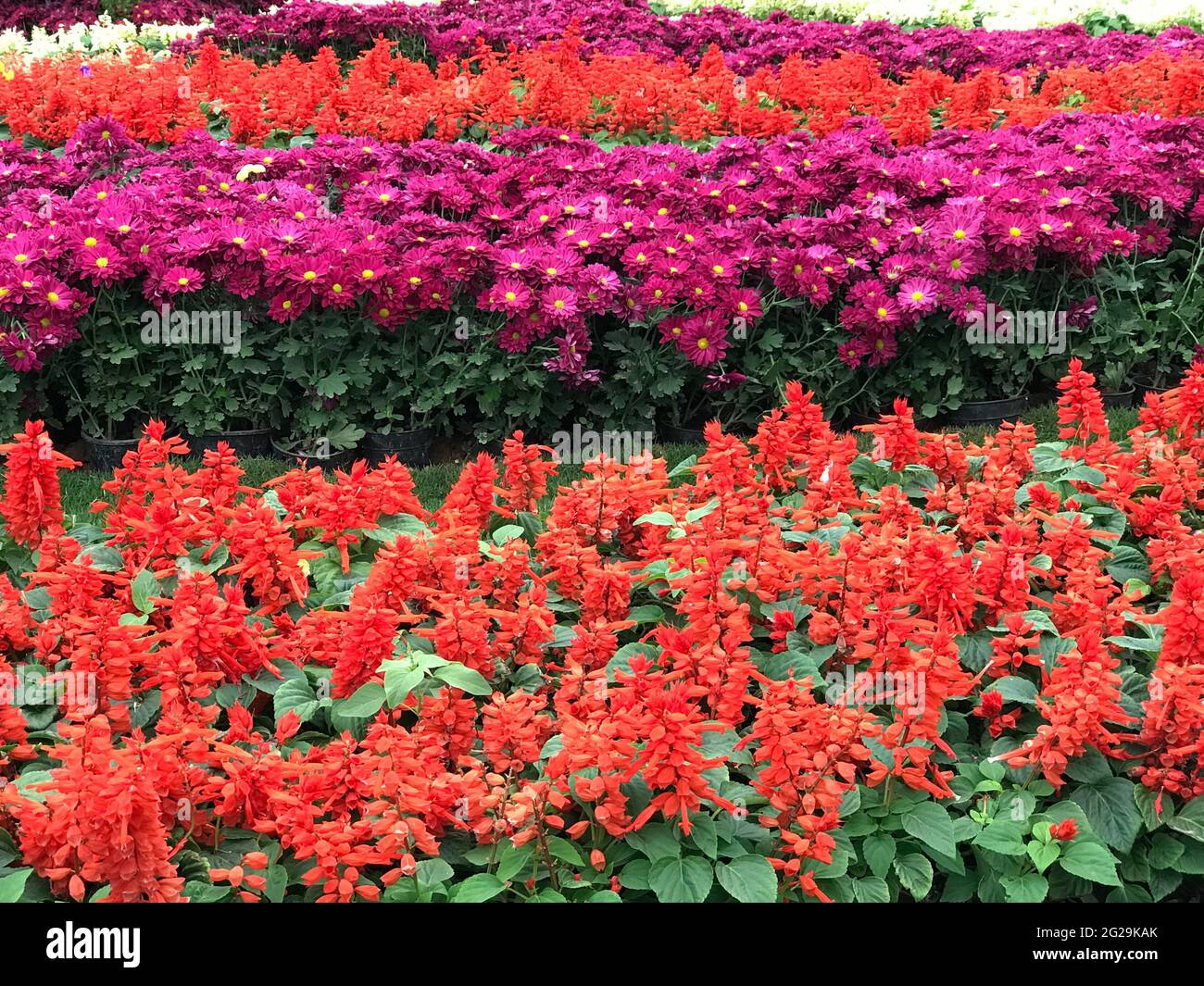 Flower show with beautiful floral decoration Stock Photo - Alamy