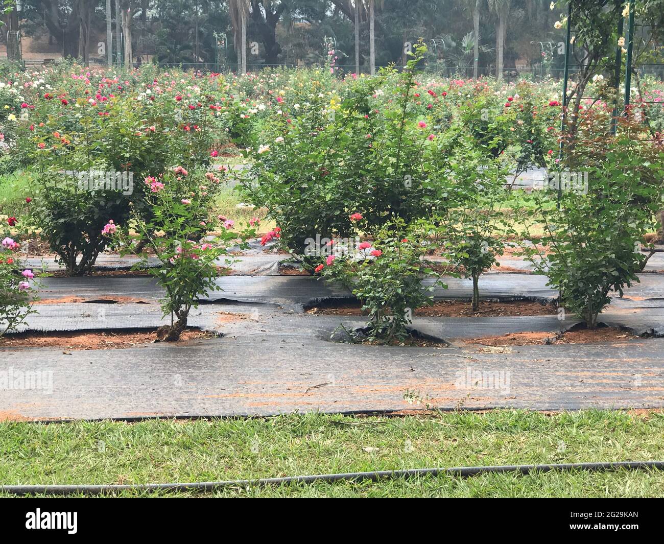 Flower show with beautiful floral decoration Stock Photo - Alamy
