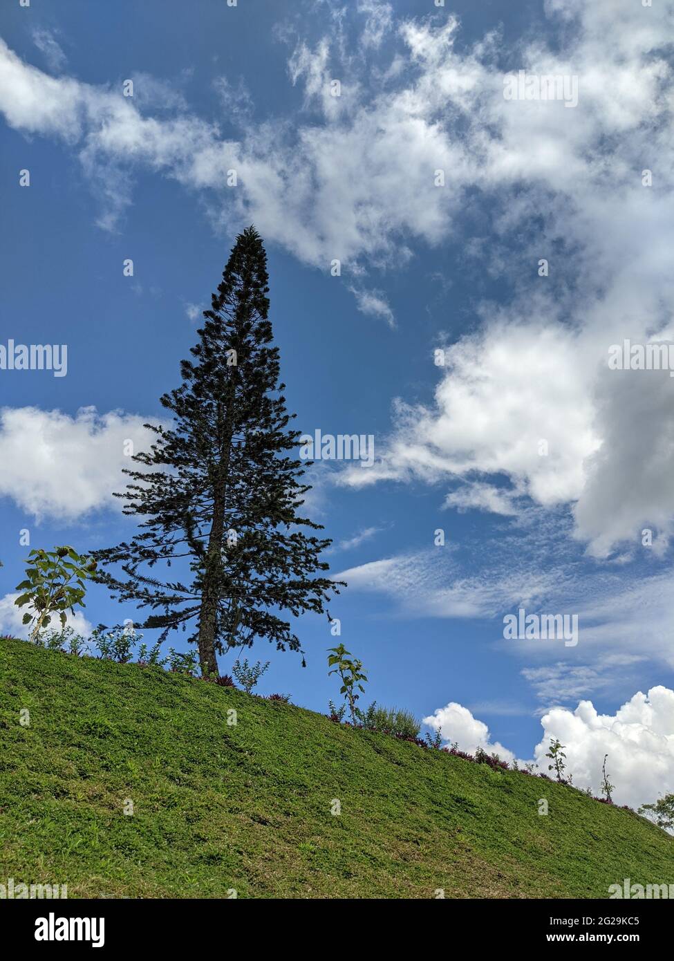 Vertical shot of a beautiful green landscape with trees under a cloudy ...