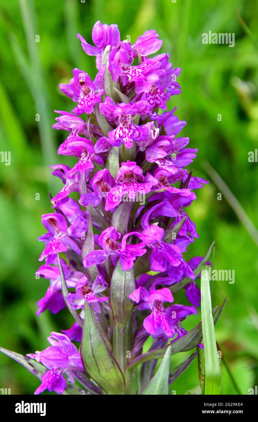 broad-leaved marsh orchid, Breitblättriges Knabenkraut, Dactylorhiza majalis, széleslevelű ...