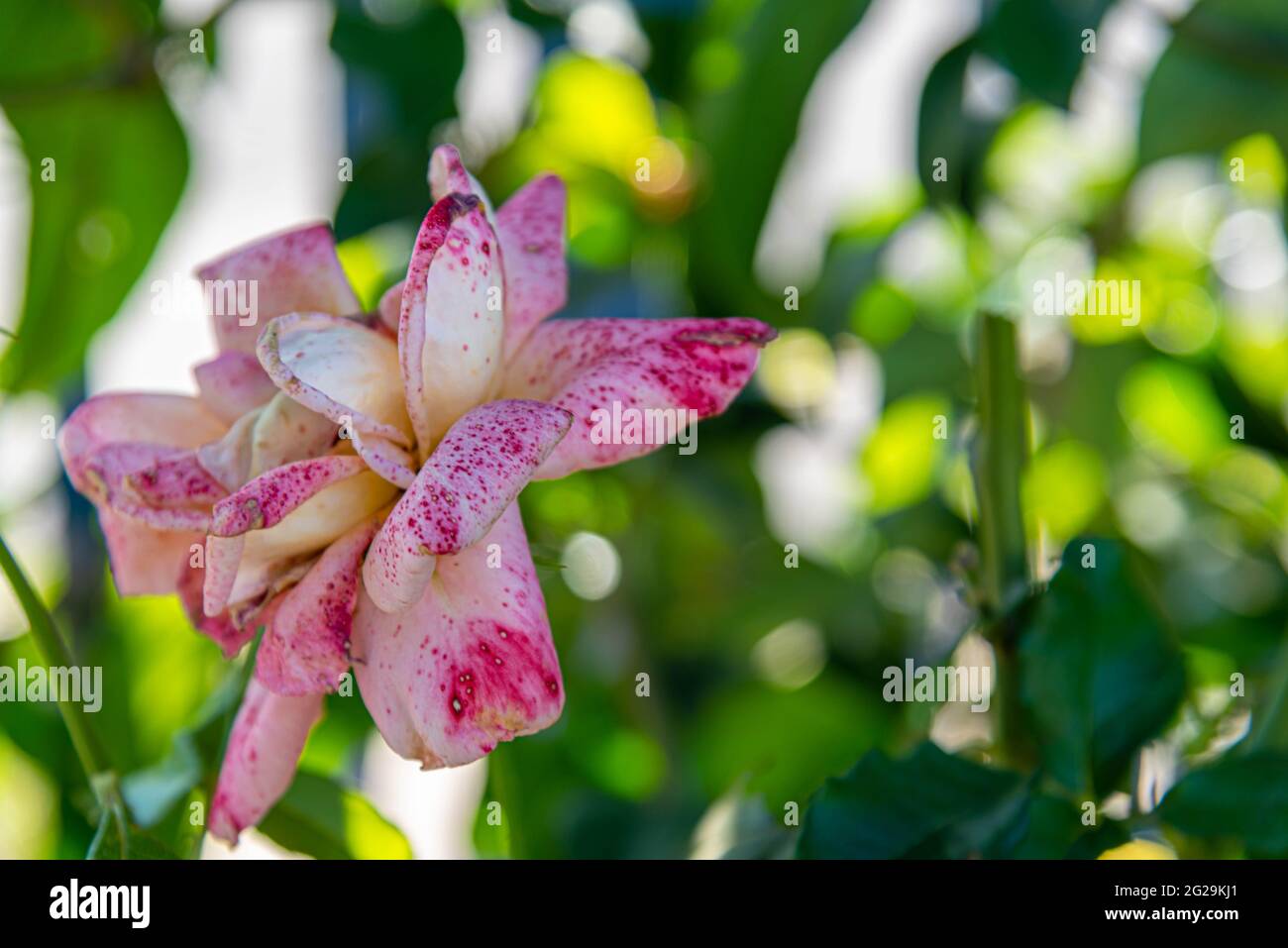 Brazilian flora plants bloomed in a residential garden. Group of shrub ...