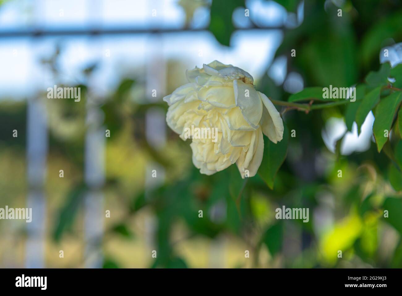 Brazilian flora plants bloomed in a residential garden. Group of shrub ...
