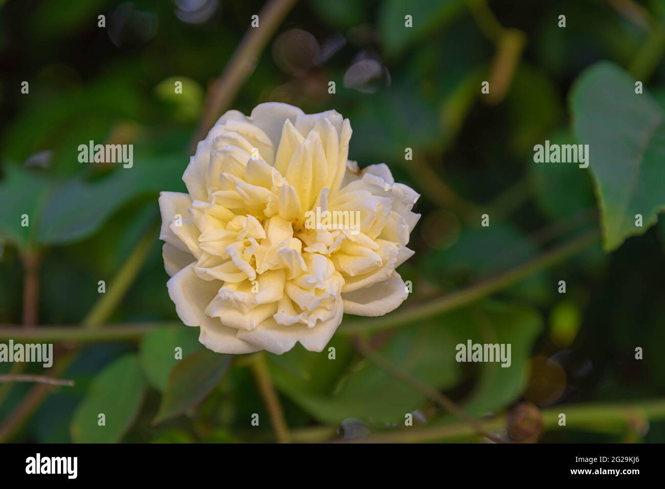 Brazilian flora plants bloomed in a residential garden. Group of shrub ...