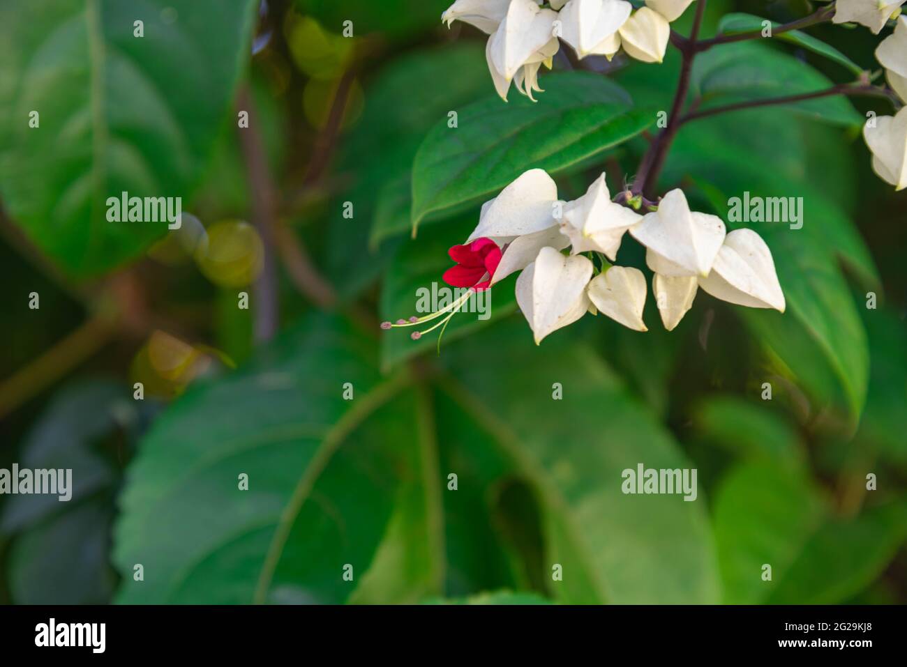 Brazilian flora plants bloomed in a residential garden. Group of shrub ...