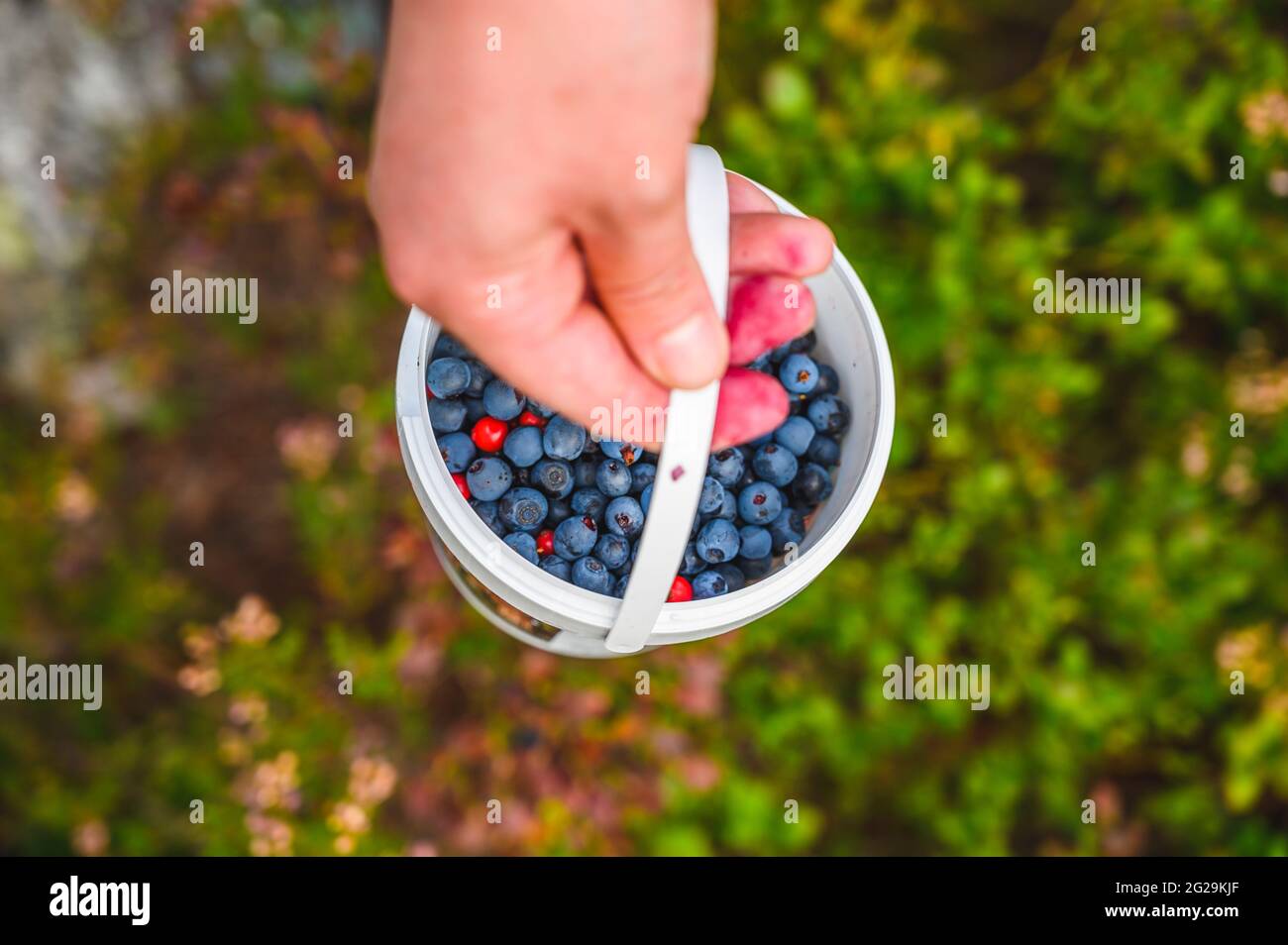 Woman picking wild fresh blue berry from plants in summer outing ...