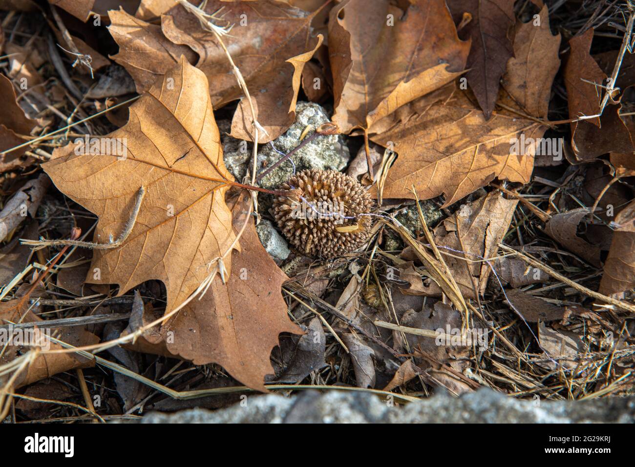 Dry maple leaf stuck on the tree. Tree planted in parks and streets in ...