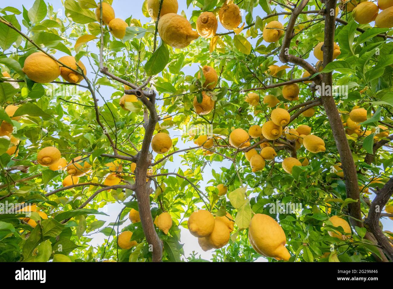 Positano italy lemon trees hi-res stock photography and images - Alamy