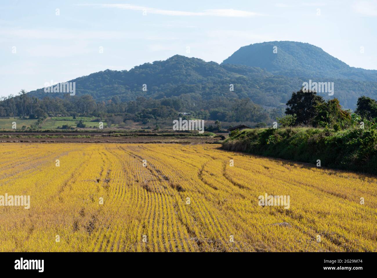 Newly harvested rice plantation. Irrigated rice cultivation. Rice ...