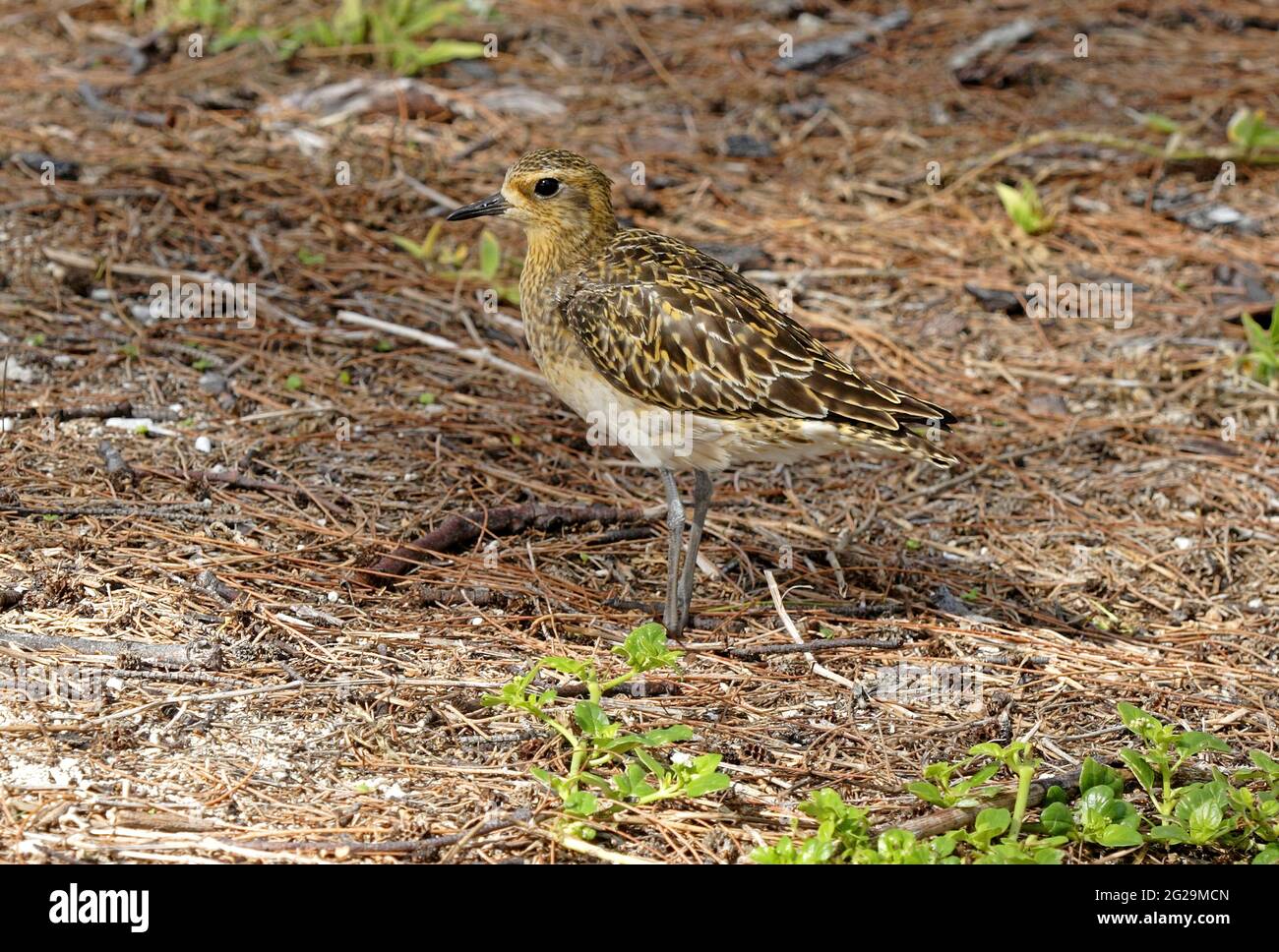 Pacigic hi-res stock photography and images - Alamy