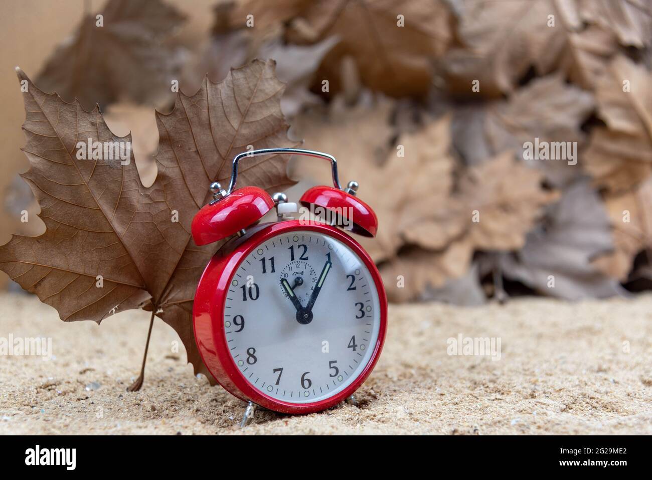 Red analog clock and maple leaves in the background. Autumn leaves and ...