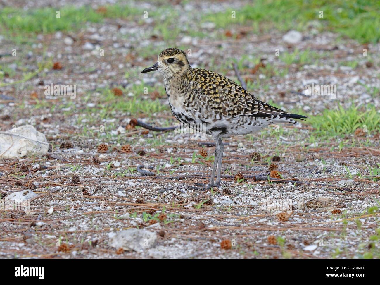 Pacigic golden plover hi-res stock photography and images - Alamy