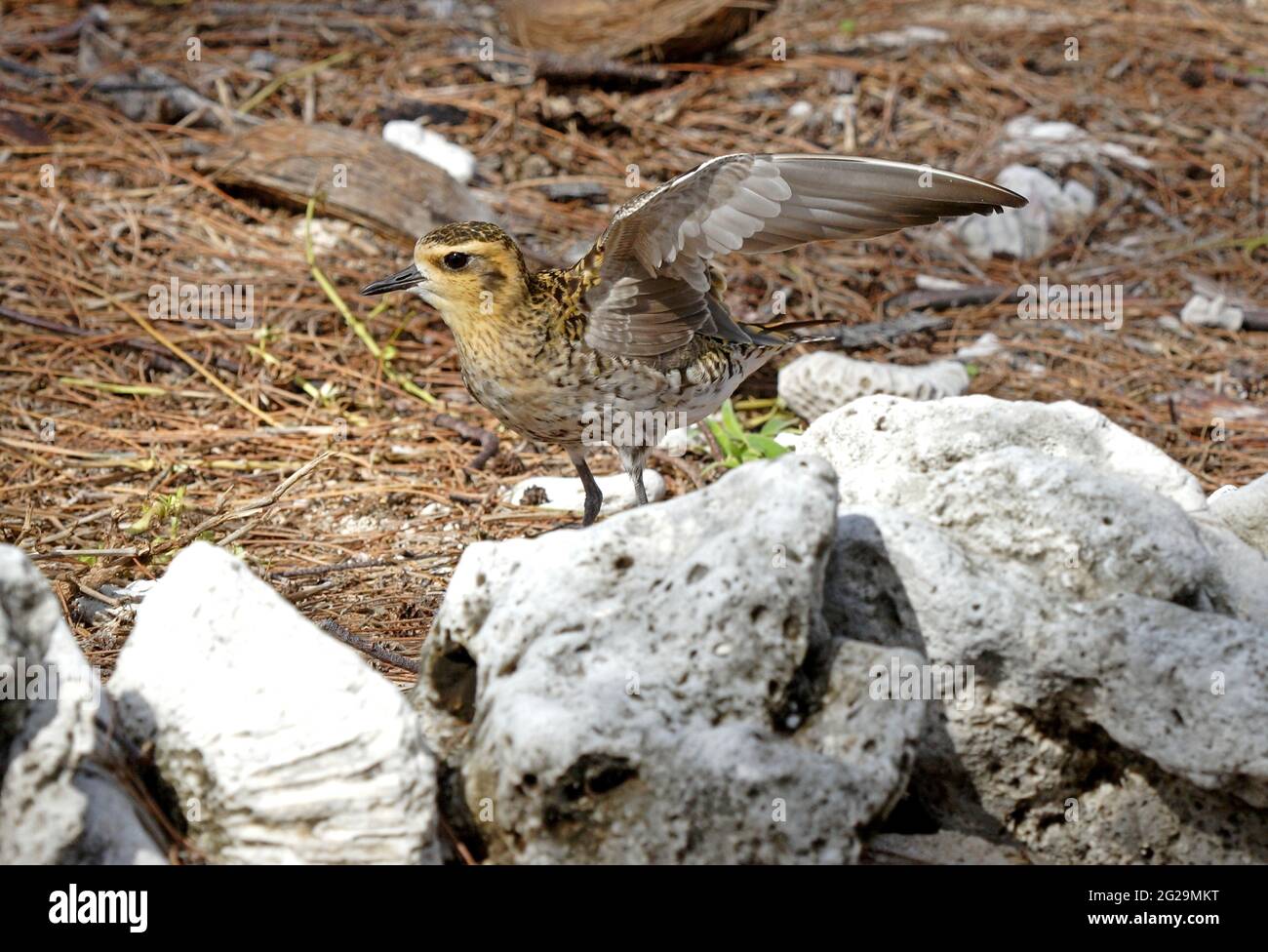 Pacific Golden Plover (Pluvialis fulva) on ground with wing raised ...