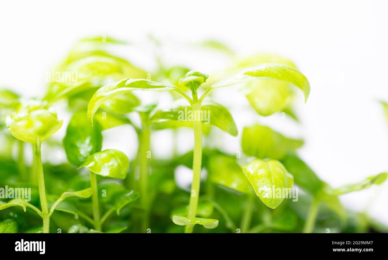 Microgreens of sprouted basil seeds on a light background. Fresh leaves ...