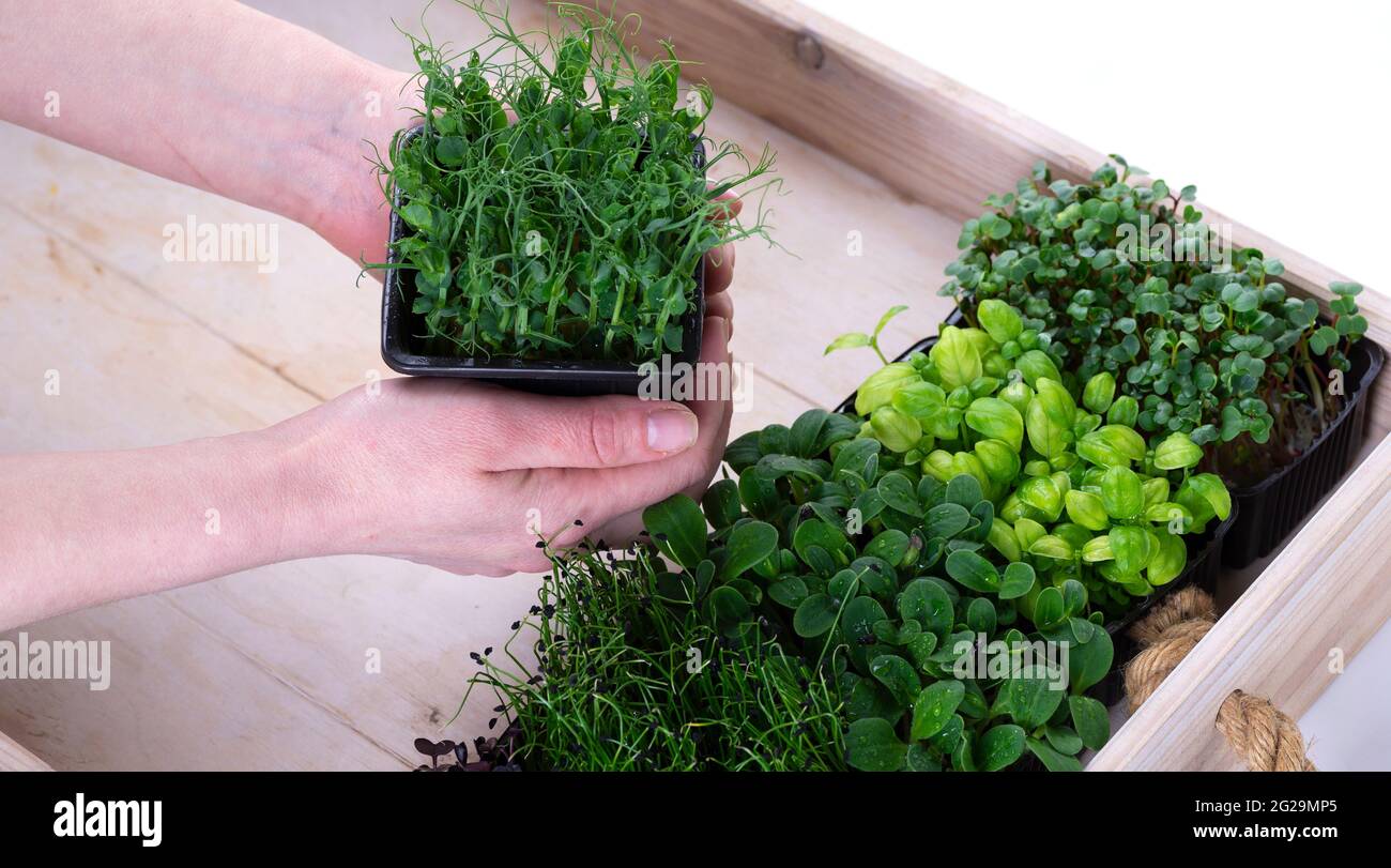 Mixed micro greens in growing trays in a white wooden delivery box ...