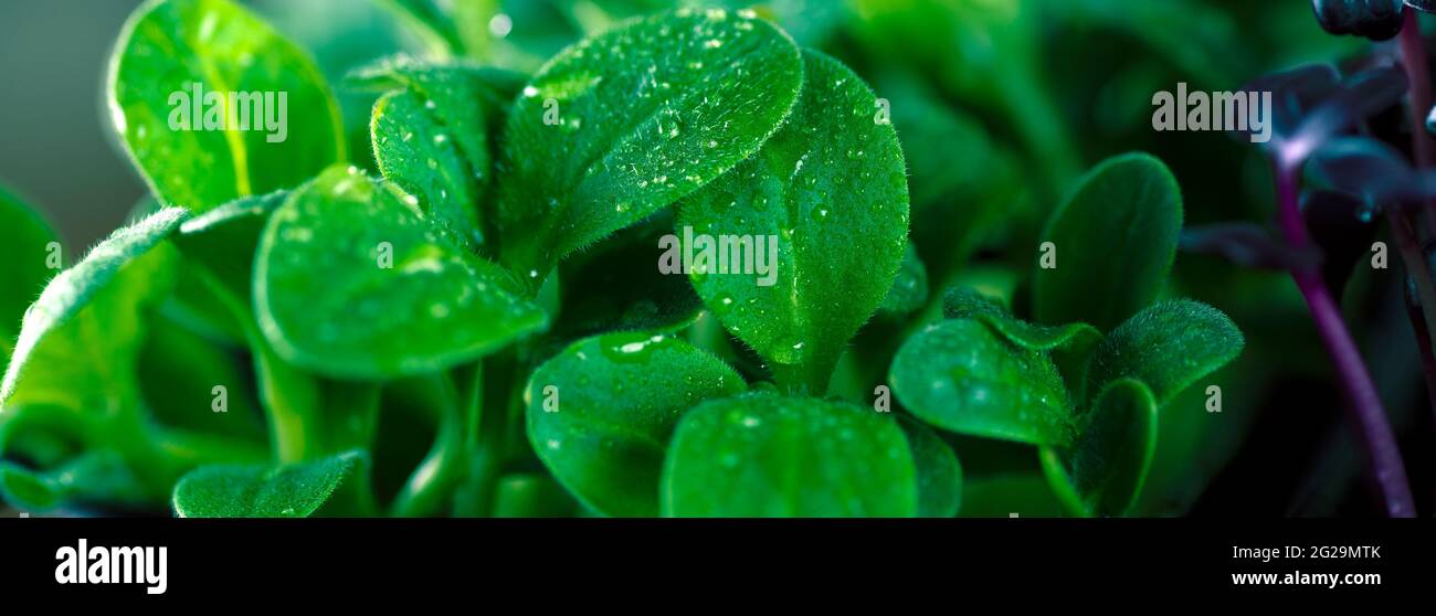 Micro green sunflower close up with sun glare Stock Photo - Alamy