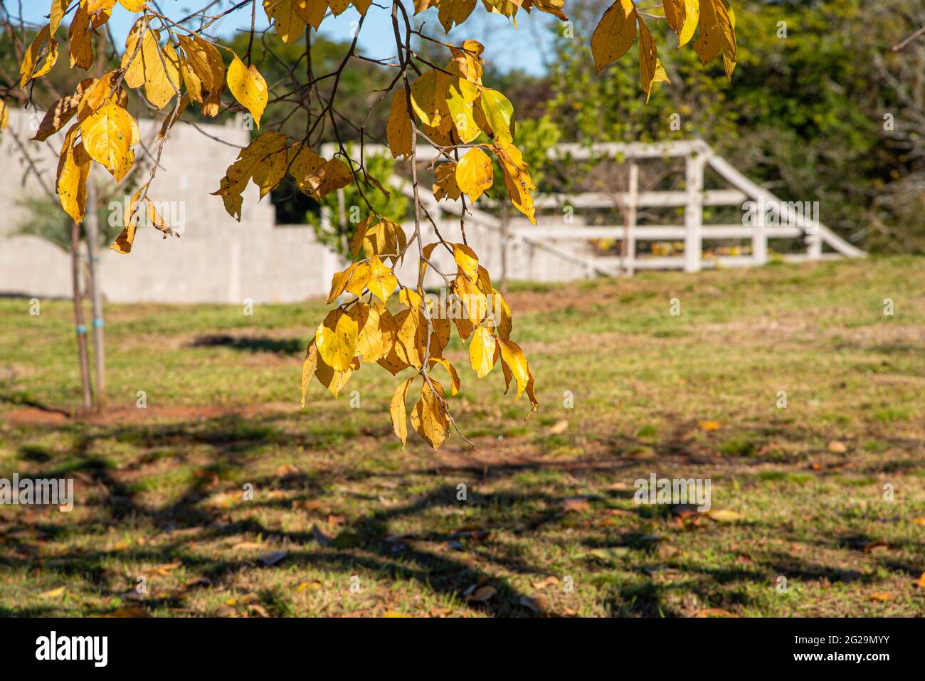 Yellow deciduous leaves in the autumn season. Also known as deciduous ...