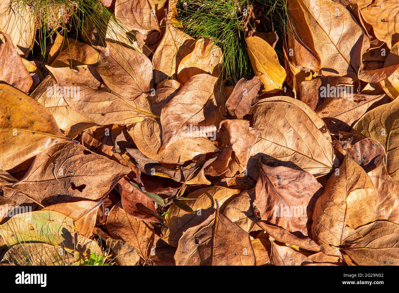 Yellow deciduous leaves in the autumn season. Also known as deciduous ...