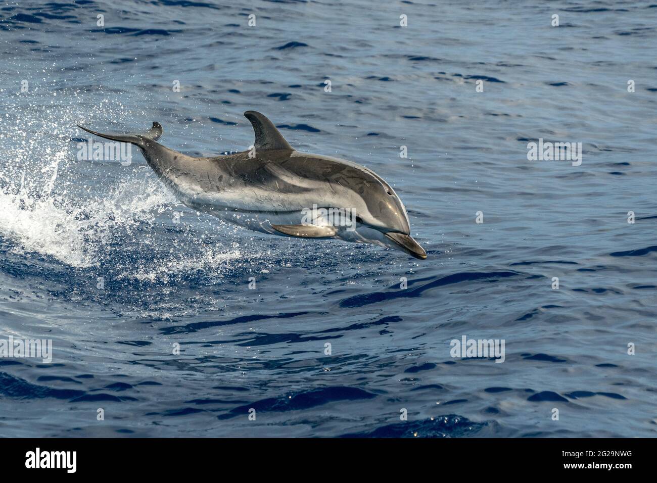 striped dolphin jumping outside the sea Stock Photo - Alamy