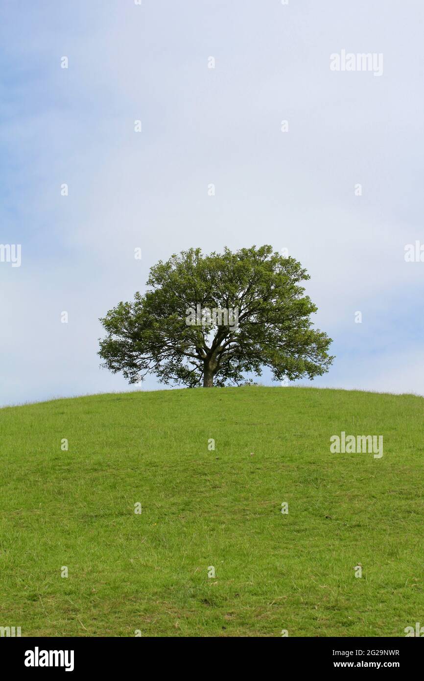 One Tree Hill - Sycamore tree as seen from car parking area of Burrow ...