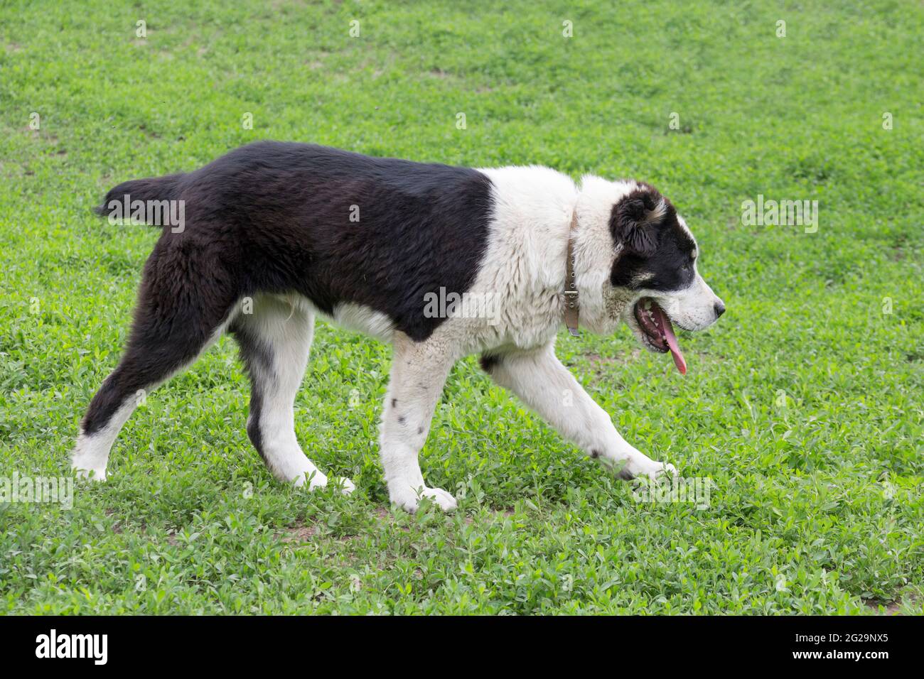Cute central asian shepherd dog puppy is walking on a green grass in ...