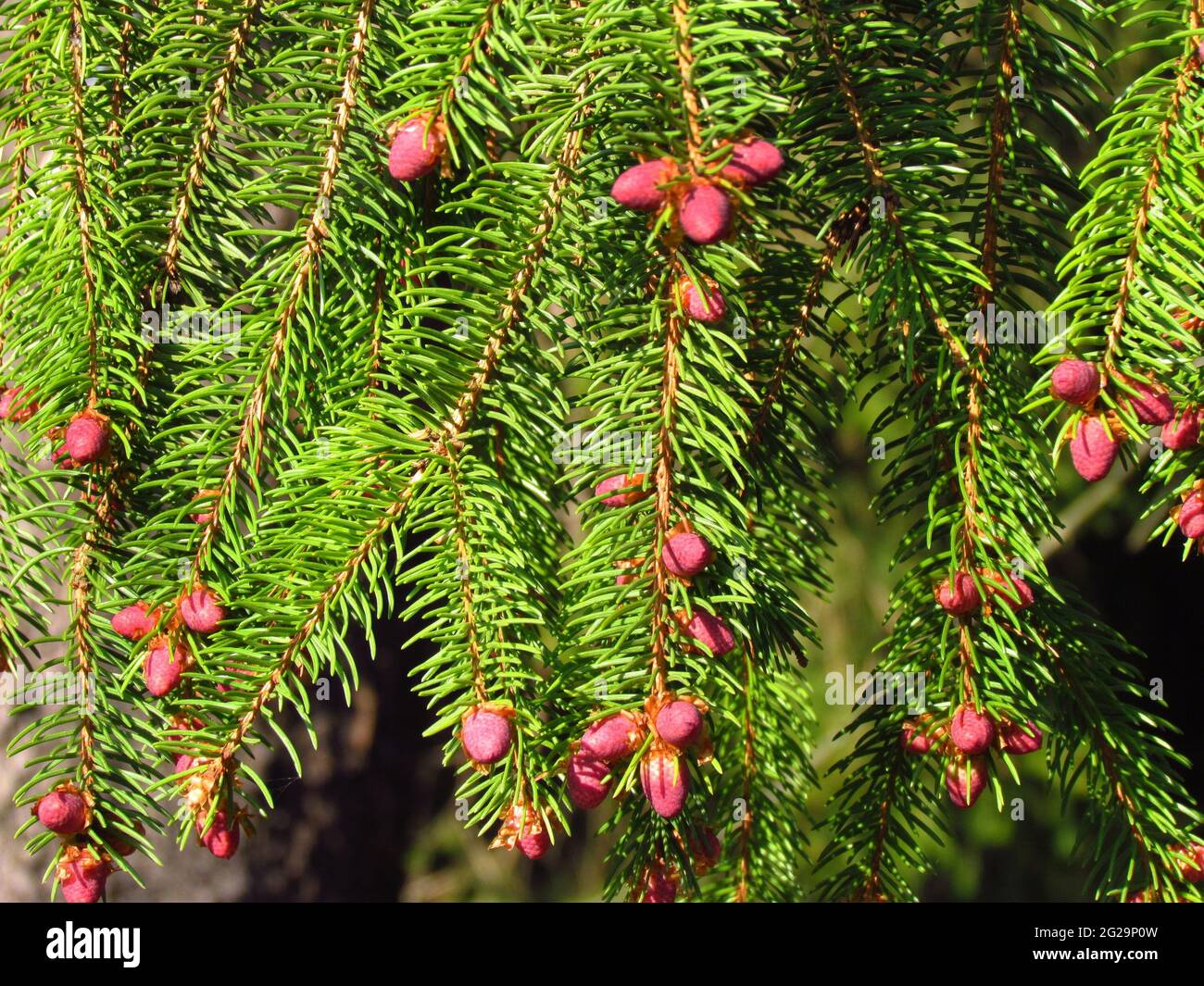 needle spruce with red growing buds, detail of spring nature, tree ...