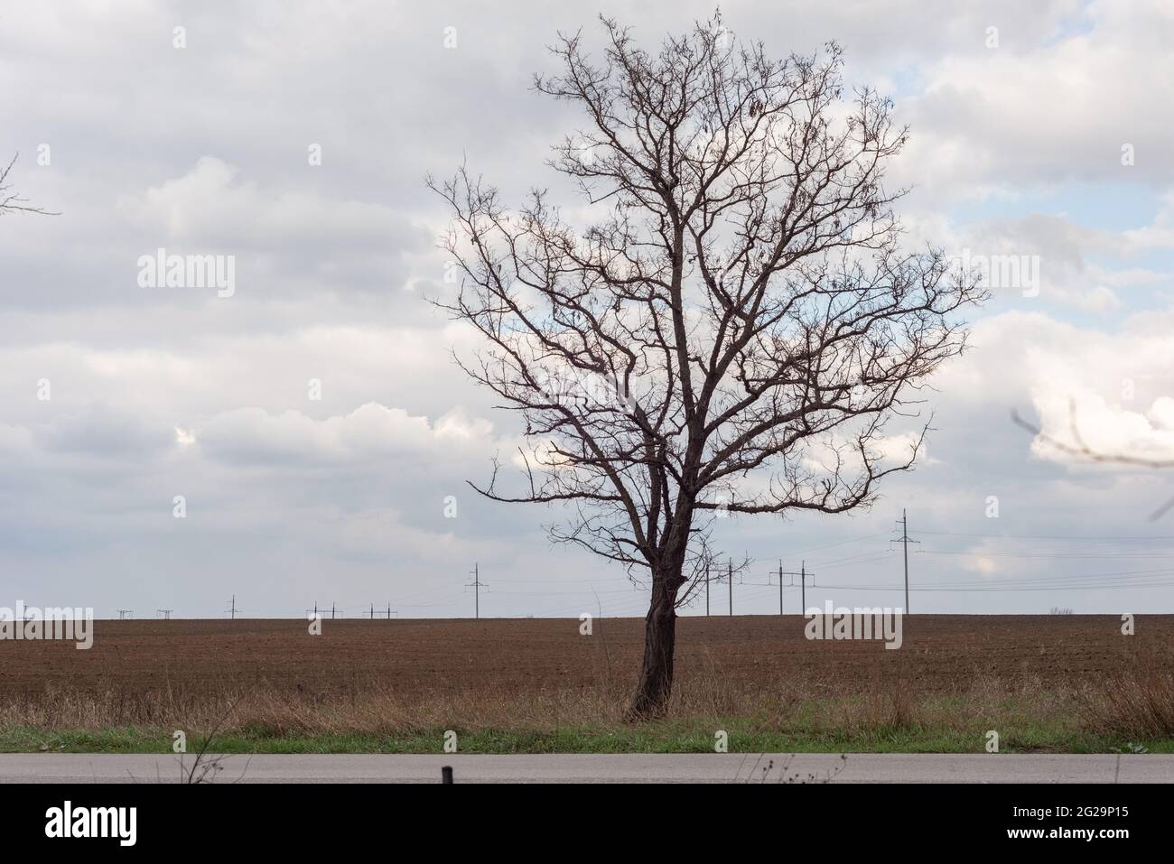 minimalism tree without leaves by the road in spring 2021 Stock Photo ...