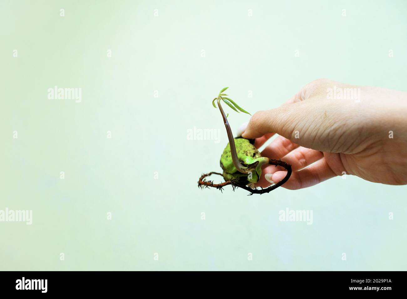 Mango sprout hi-res stock photography and images - Alamy