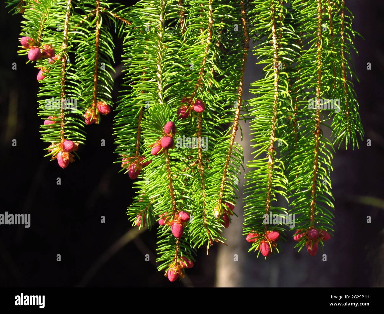 Needle spruce with red growing buds, detail of spring nature, tree ...