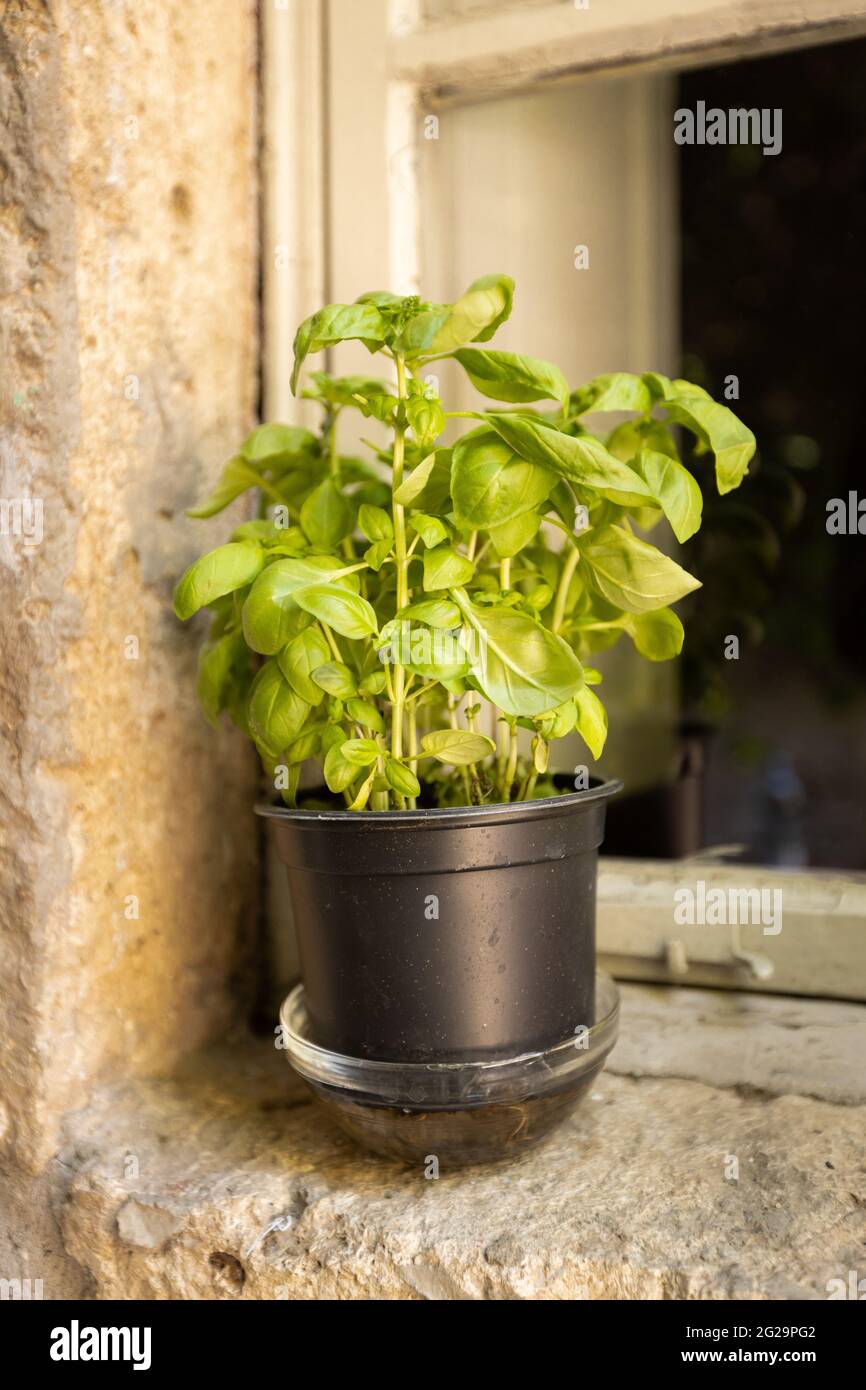 Basil in a pot on the windowsill of an old stone house in Tuscany ...
