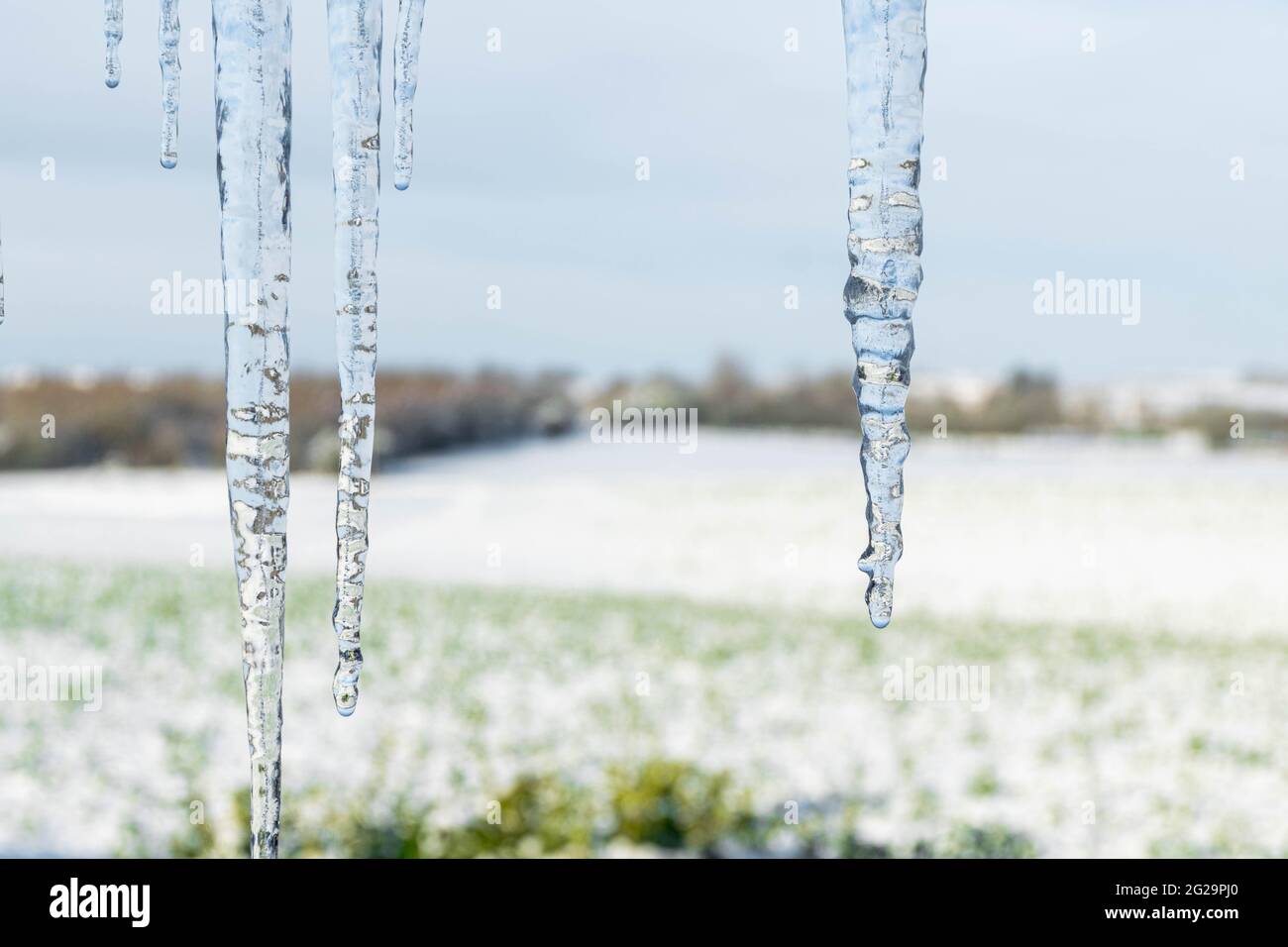 Icicle close up with detail. Ice spike hanging. Frozen water in large ...