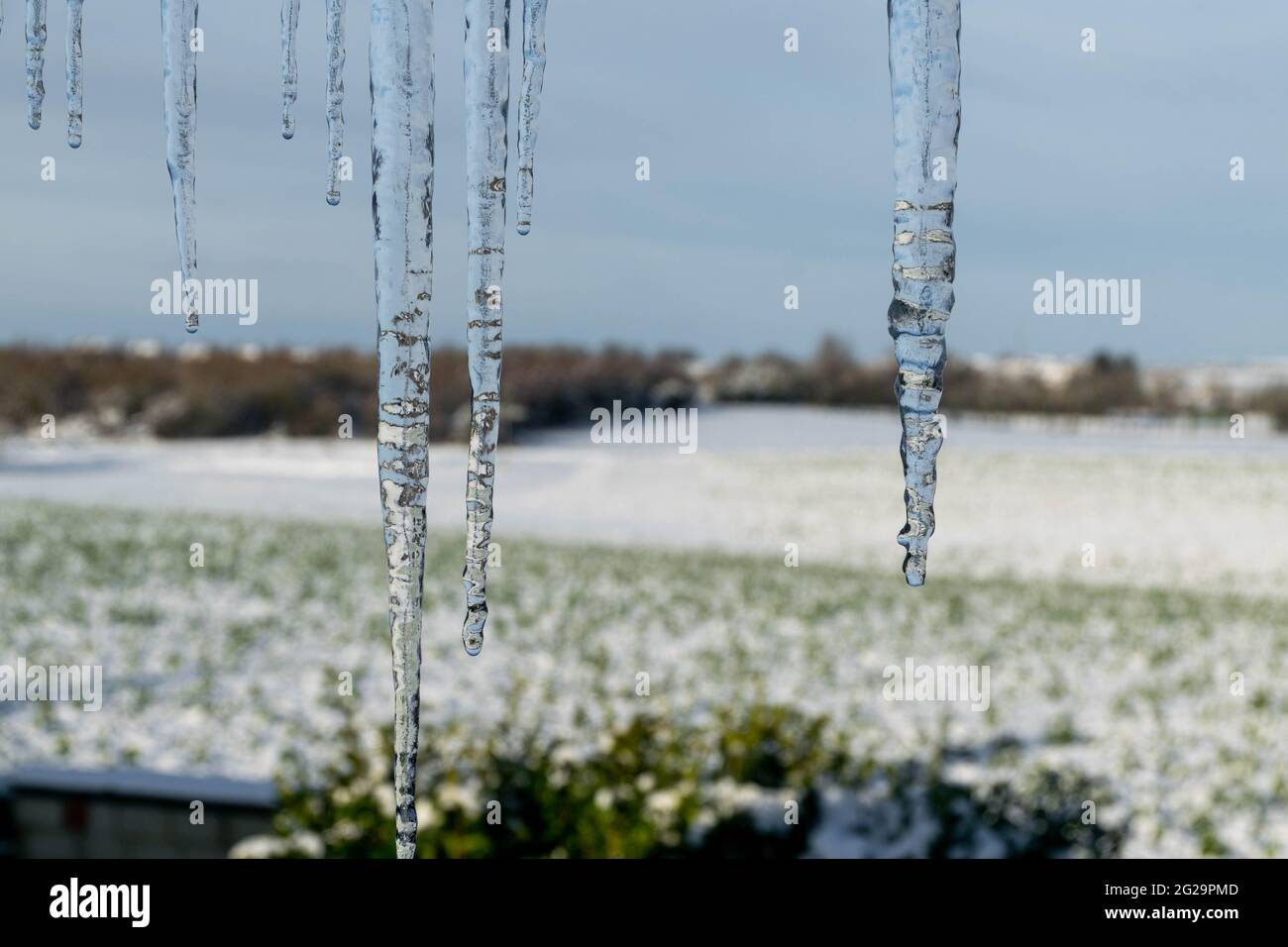Icicle close up with detail. Ice spike hanging. Frozen water in large ...