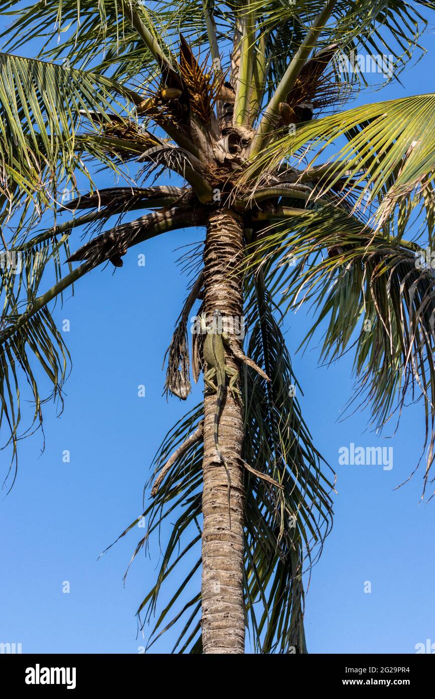 Vertical shot of a chameleon climbing the trunk of a palm tree Stock ...