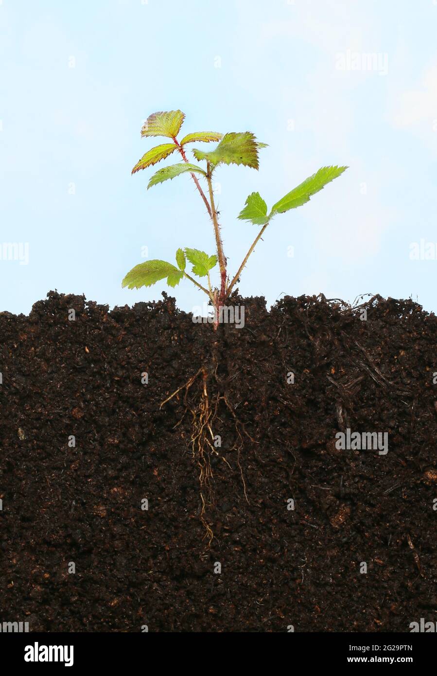 Young bramble plant with roots in soil against a blue sky Stock Photo ...