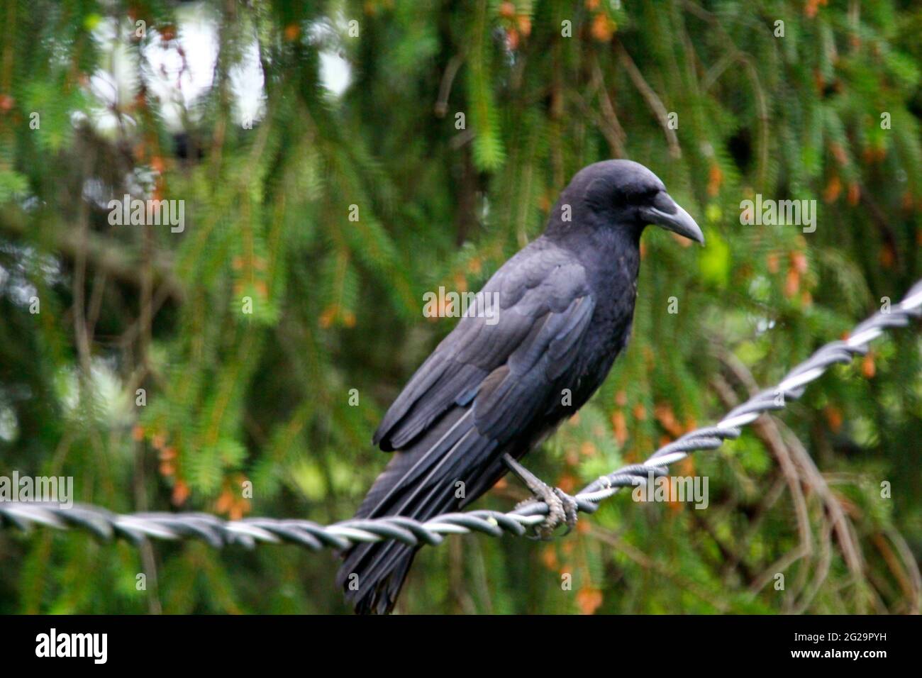 Crow Sitting on a Cable Stock Photo - Alamy