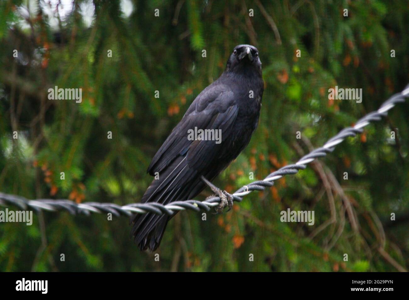 Crow Sitting on a Cable Stock Photo - Alamy