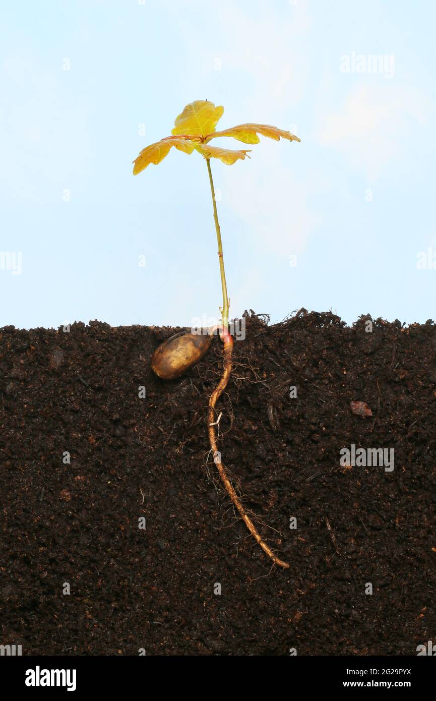 Roots in soil hi-res stock photography and images - Alamy