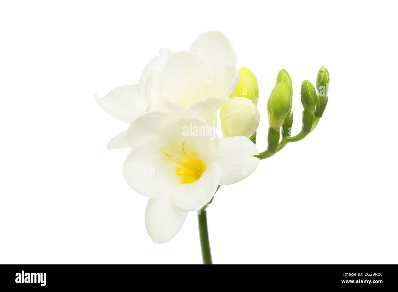 White freesia flowers isolated against a white background Stock Photo ...