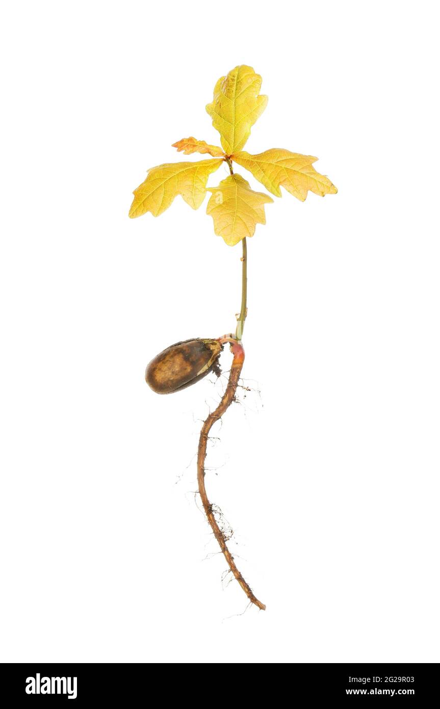Newly germinated oak tree sapling isolated against white Stock Photo ...