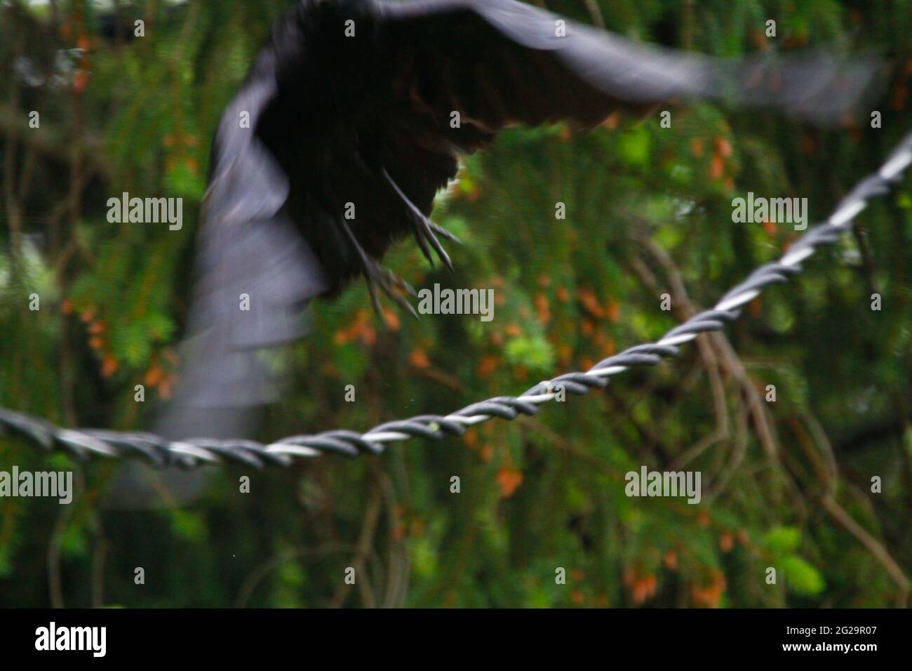 Crow Sitting on a Cable Stock Photo - Alamy
