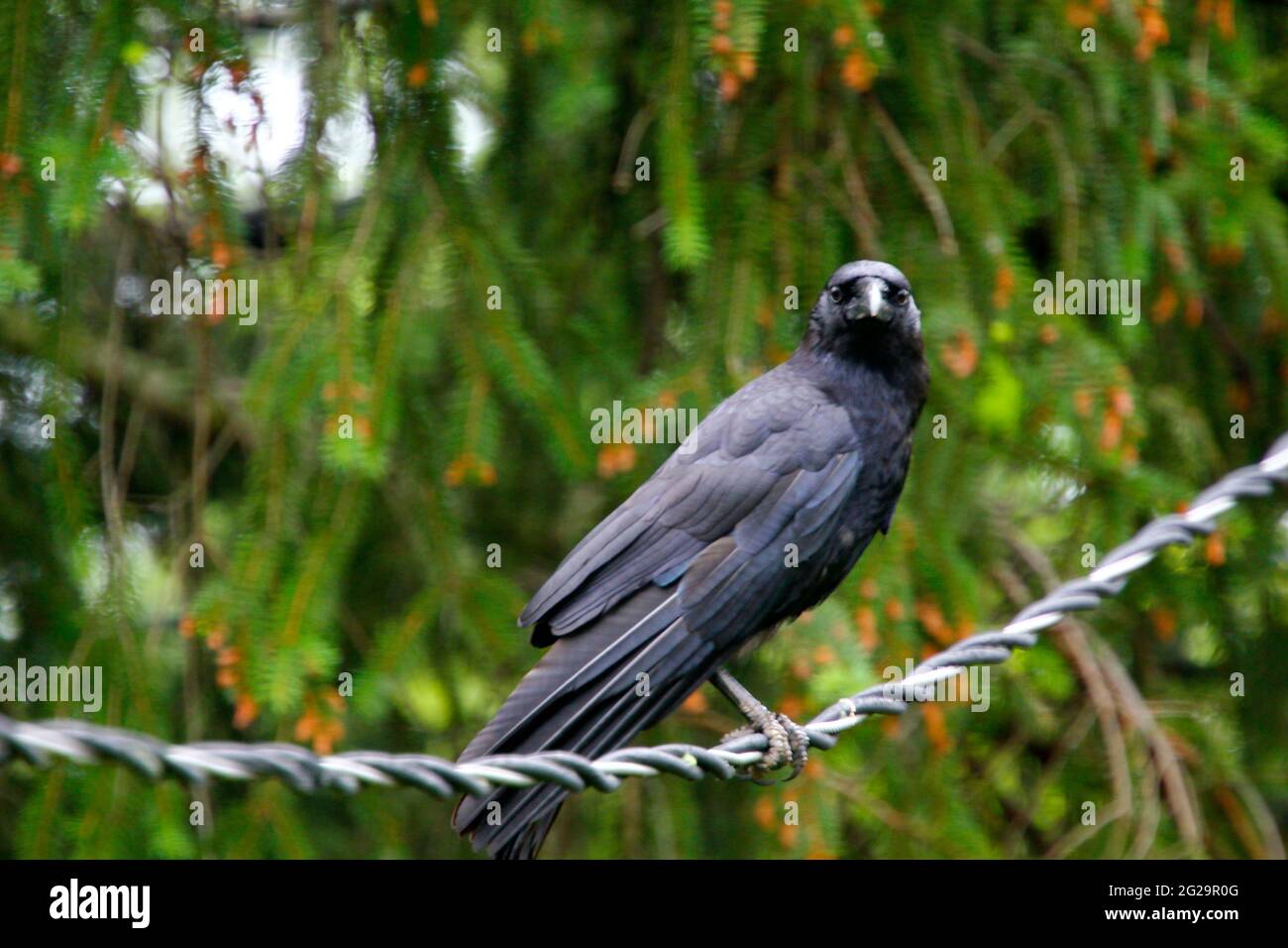 Crow Sitting on a Cable Stock Photo - Alamy