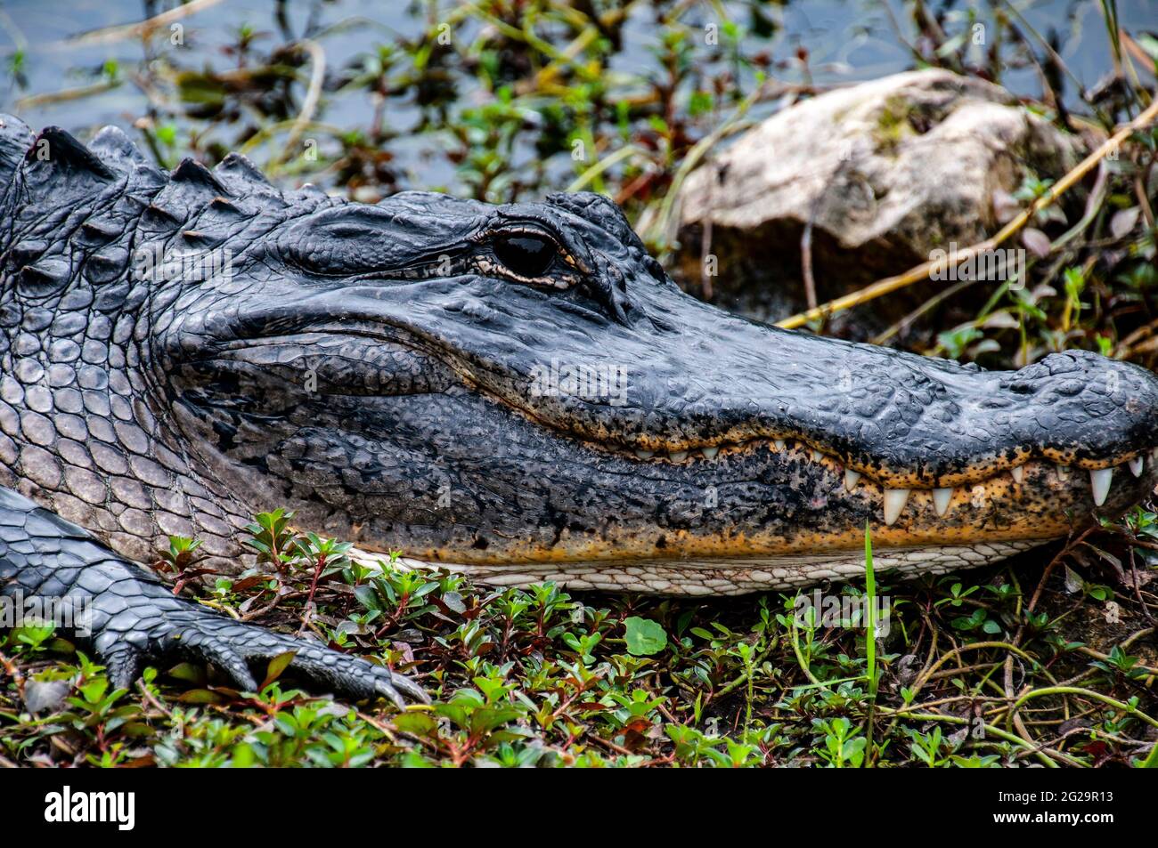 Head shot of American alligator (Alligator mississippiensis), Shark ...