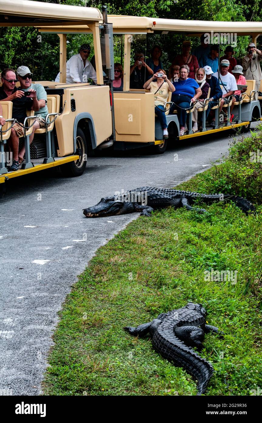 Tourists on tram, alligators in roadway, Shark Valley Visitor Center ...