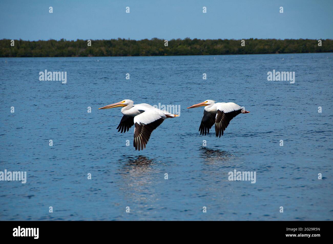 Pair of American white pelicans (Pelecanus erythrorhynchos) lying low ...