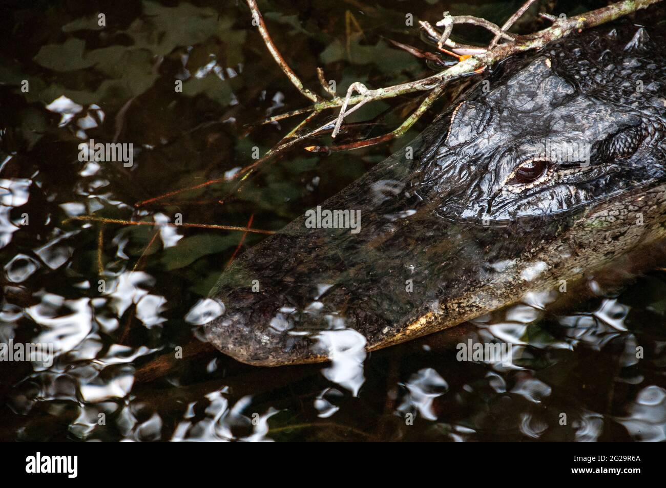 American alligator alligator mississippiensis lurking beneath shallow ...