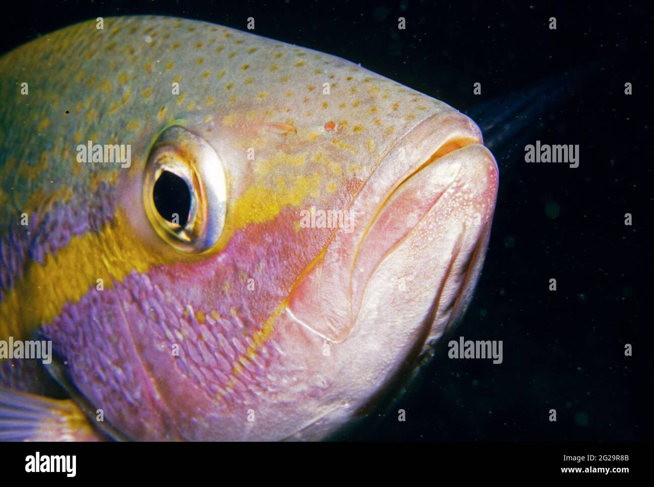 Closu up of yellowtail snapper ocyurus chrysurus hi-res stock ...