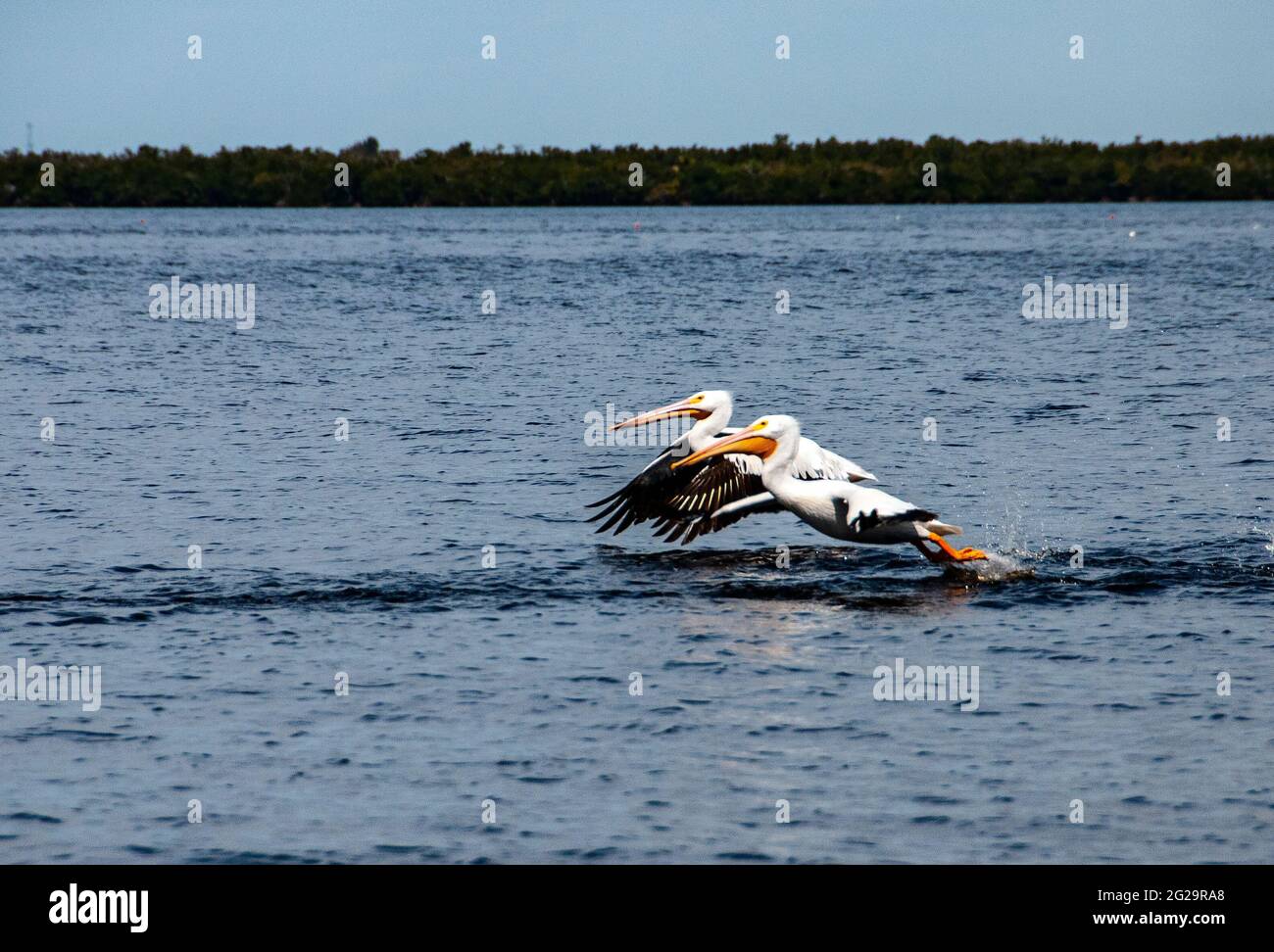 Pair of American white pelicans (Pelecanus erythrorhynchos) lying low ...