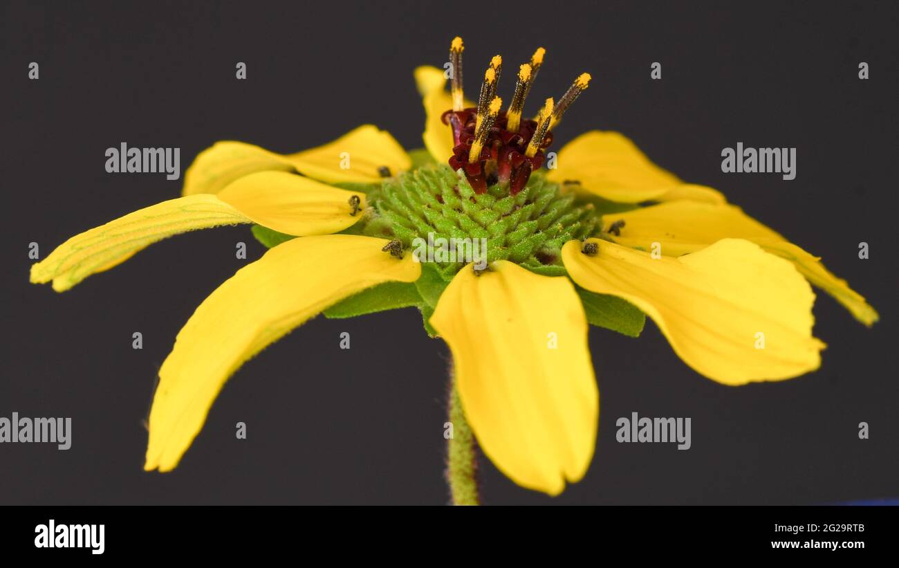 These smallish flowers grow on tall stems that produce many blooms ...