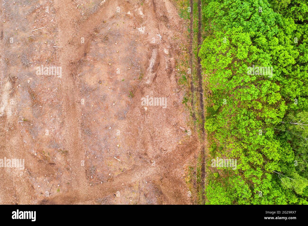 a felled forest part from above background Stock Photo - Alamy