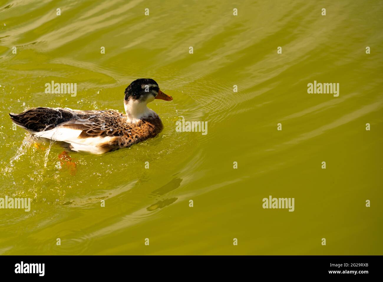 Duck swims from a pond with green water Stock Photo - Alamy