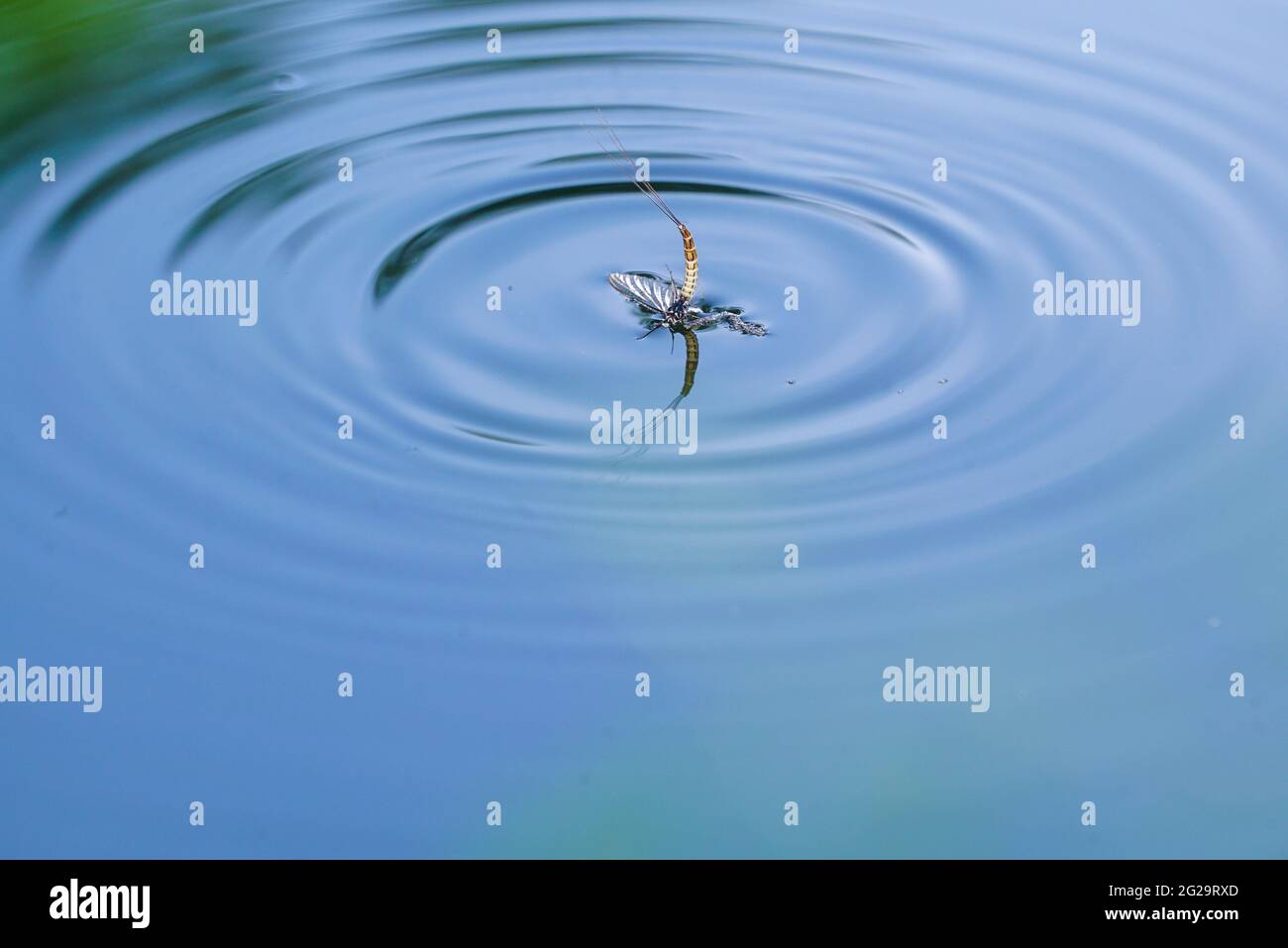 Yellow Mayfly High Resolution Stock Photography and Images - Alamy